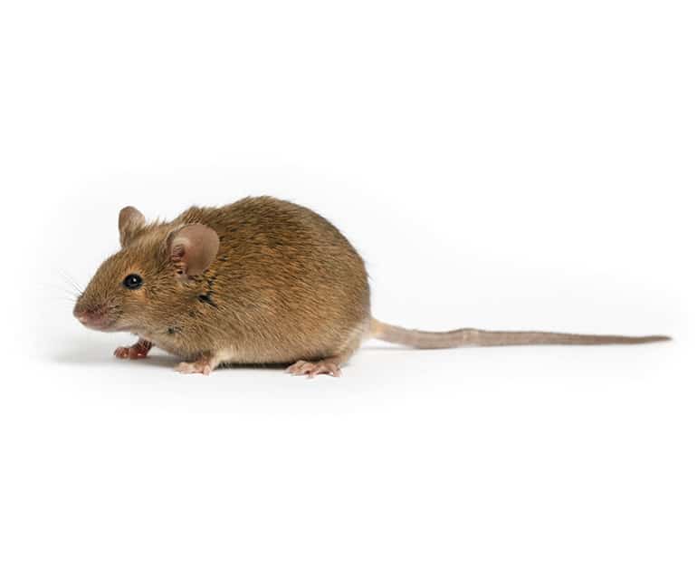 HOUSE MOUSE | Brock Pest Control