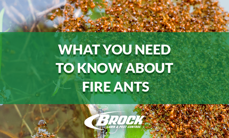 What You Need to Know About Fire Ants | Brock Pest Control