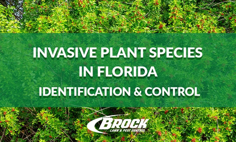 Invasive Plant Species in Florida | Brock Pest Control