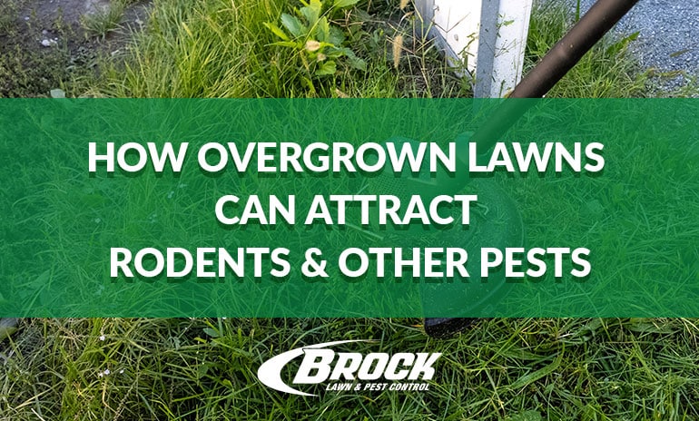 How Overgrown Lawns Can Attract Pests | Brock Pest Control