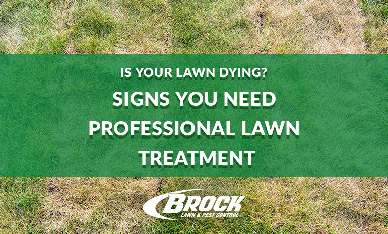 Signs You Need Professional Lawn Treatment | Brock Lawn & Pest Control